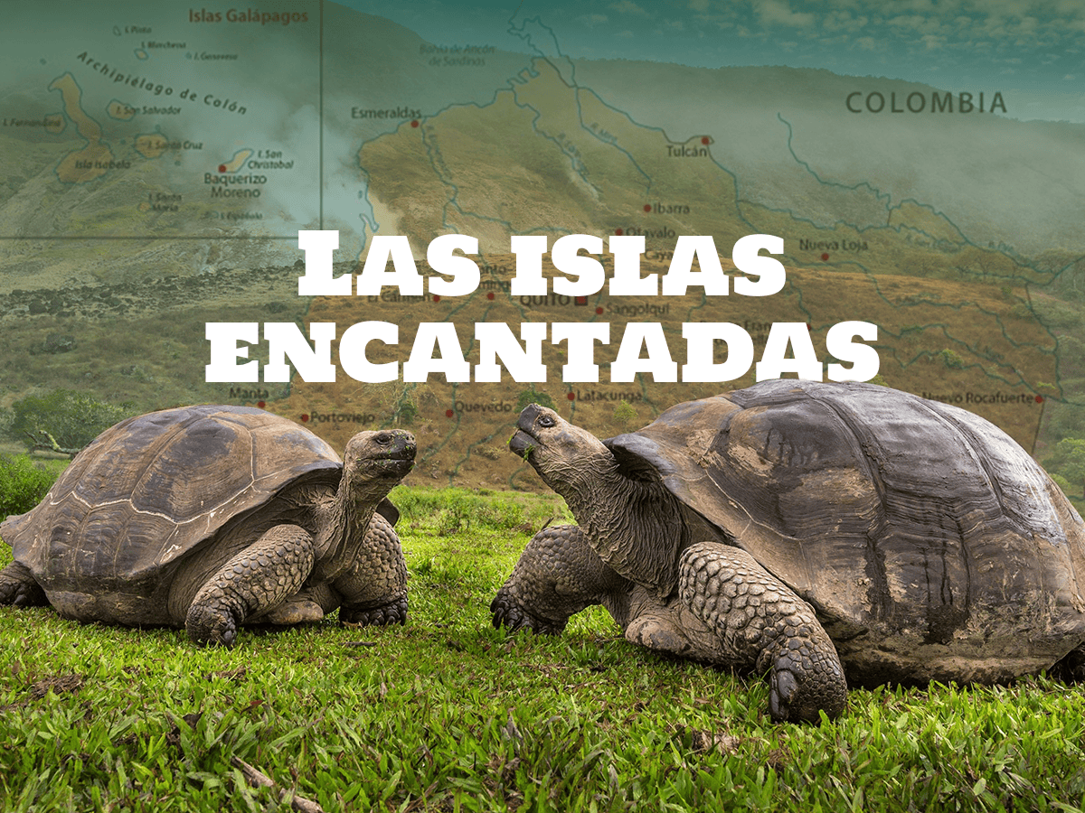 Relevant & Engaging Content | Lingco